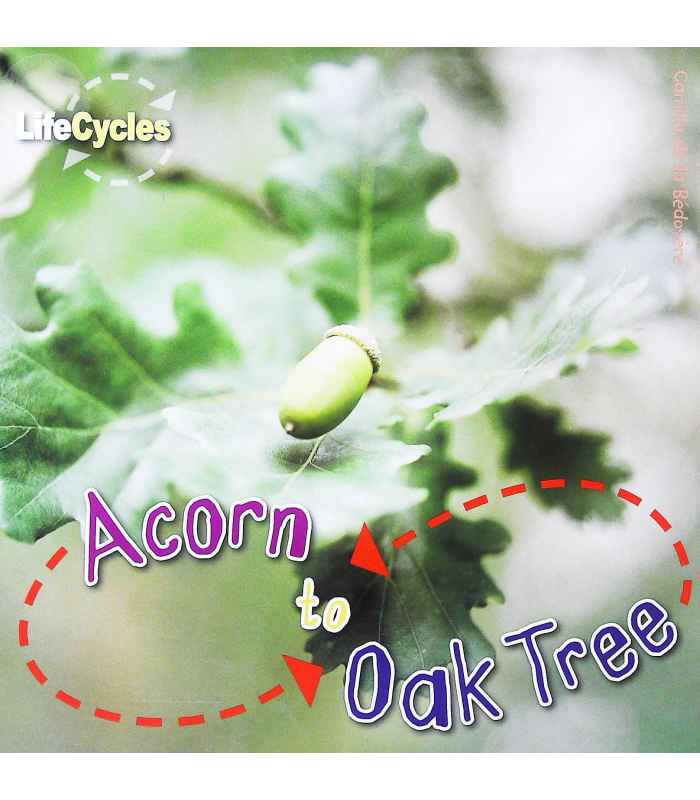 Life Cycles Acorn to Oak Tree | Camilla de la Bédoyère | 9781848359130